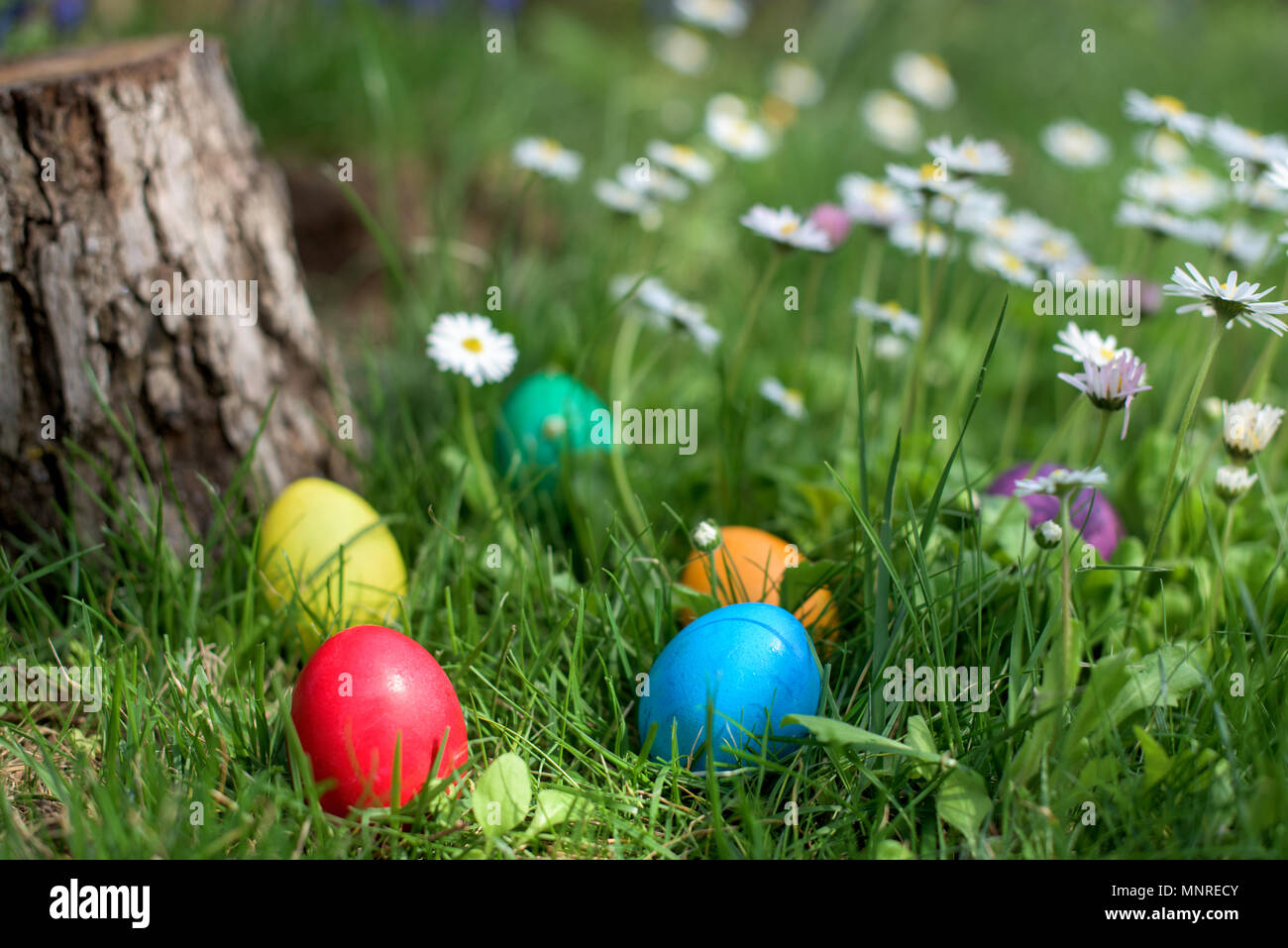 Hidden behind the grass hi-res stock photography and images - Alamy