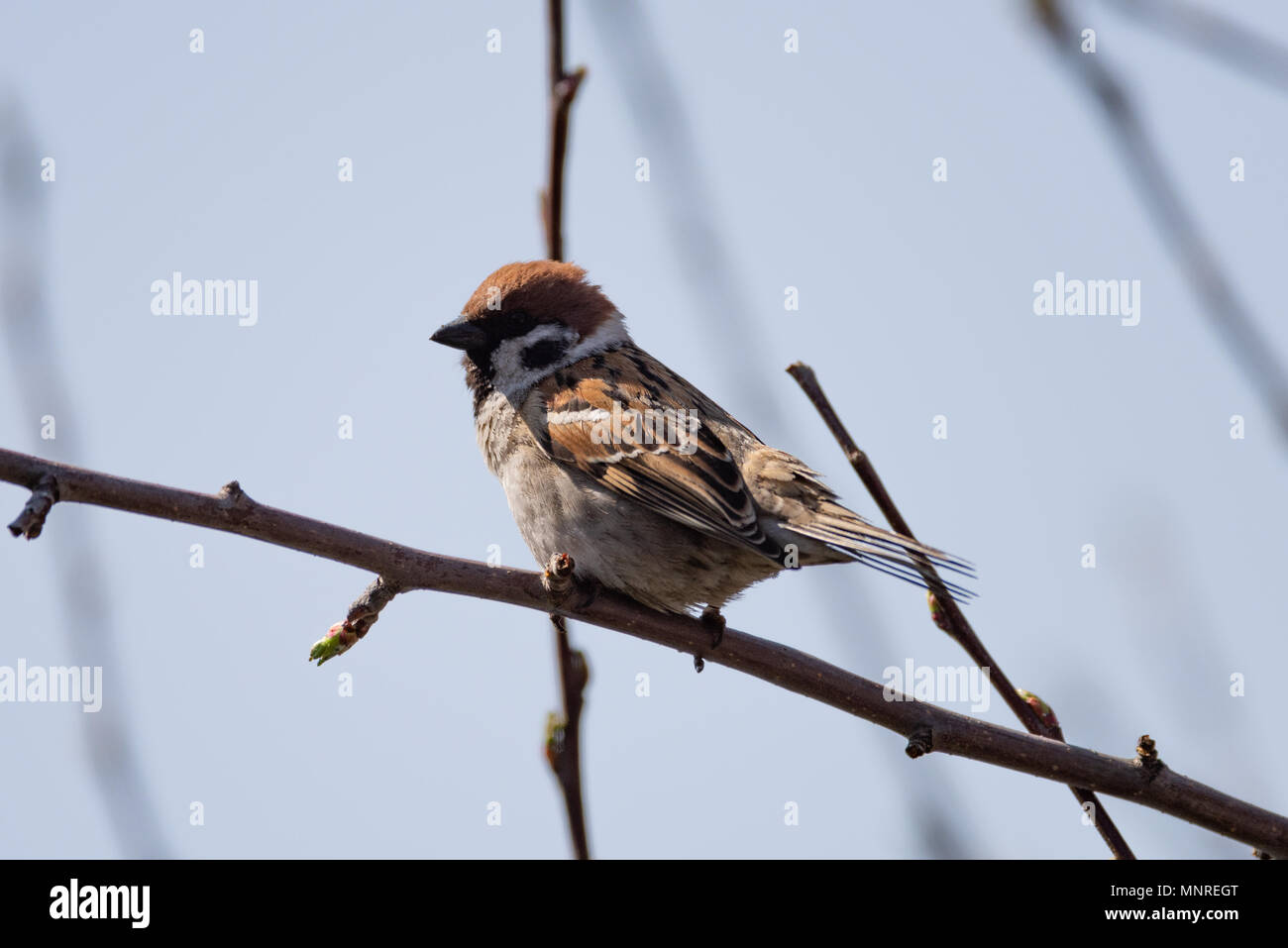 field sparrow in the wild Stock Photo - Alamy