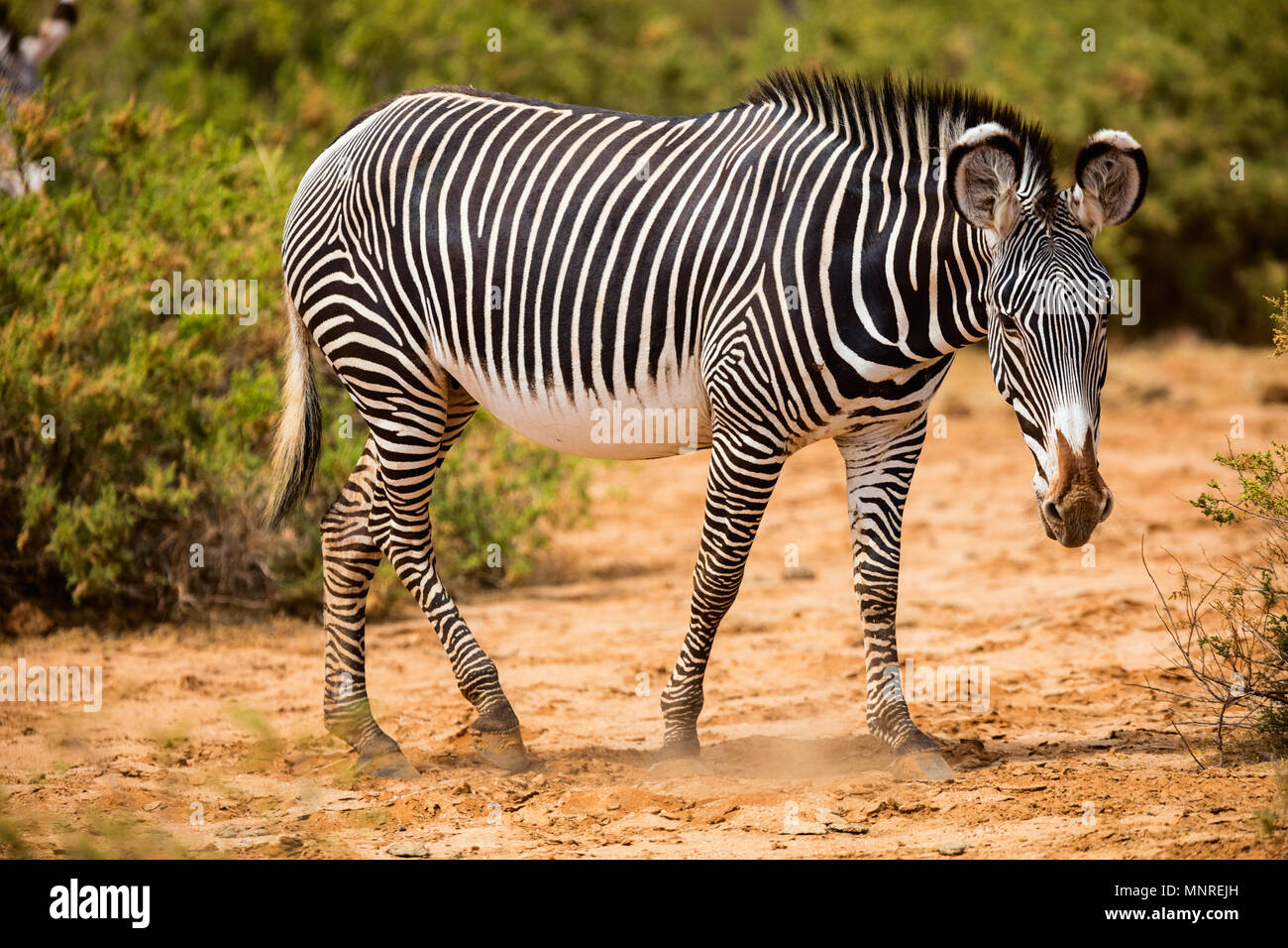 Grevy s zebras in Samburu national reserve in Kenya, Grevy s zebras in ...