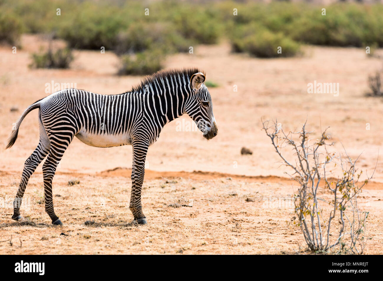 Grevys baby zebra in Samburu national reserve in Kenya Stock Photo - Alamy