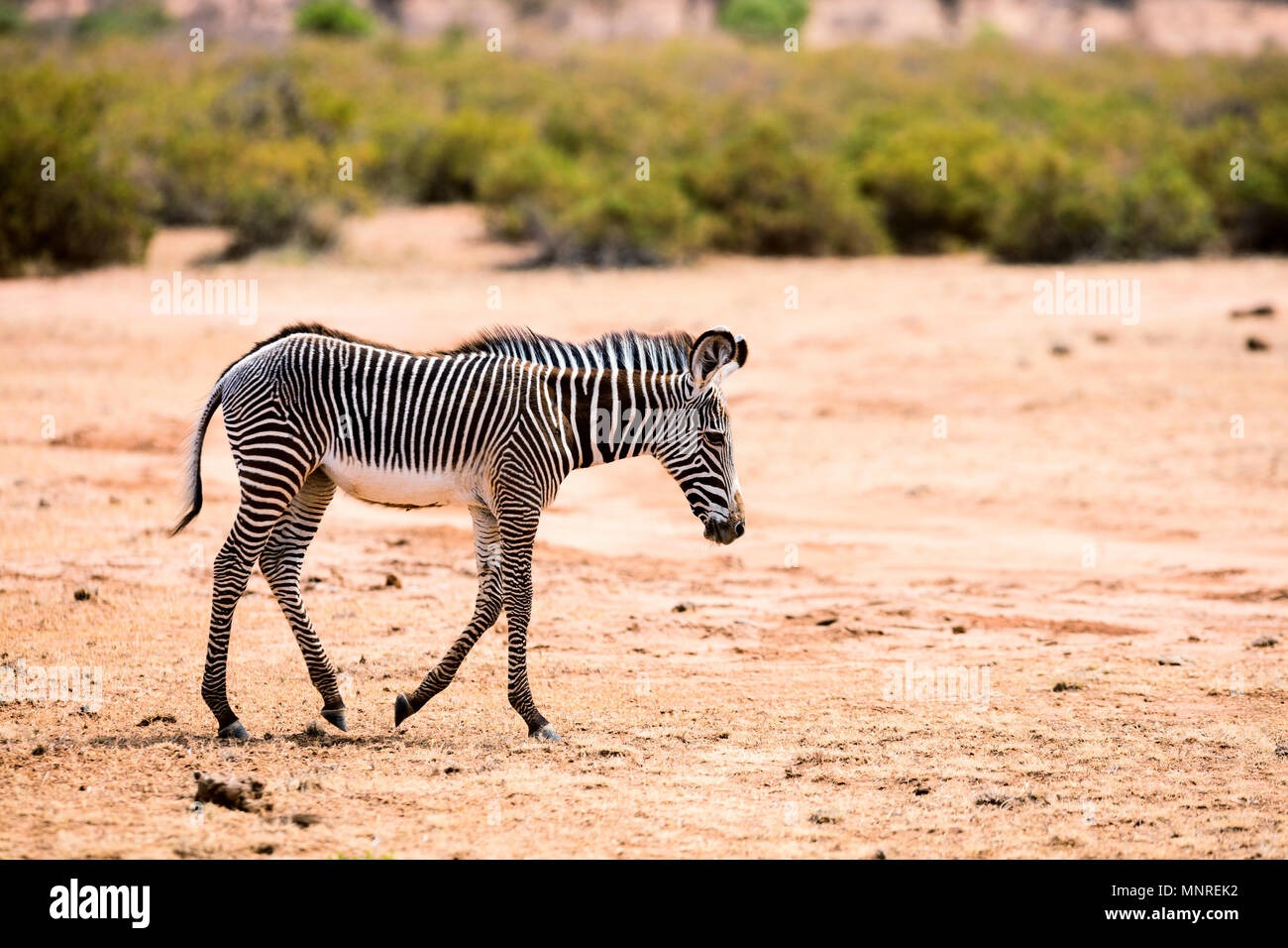 Grevys baby zebra in Samburu national reserve in Kenya Stock Photo - Alamy