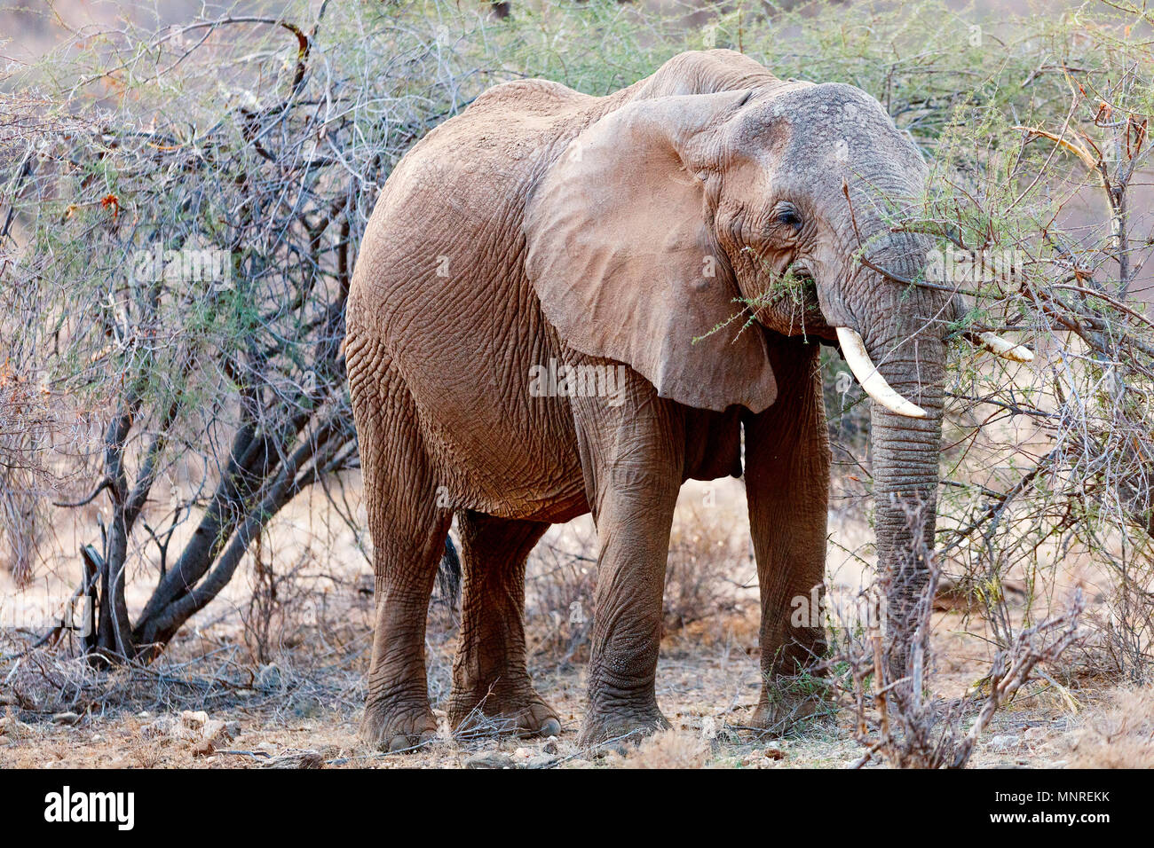 African Savanna Elephant Stock Photos & African Savanna Elephant Stock ...