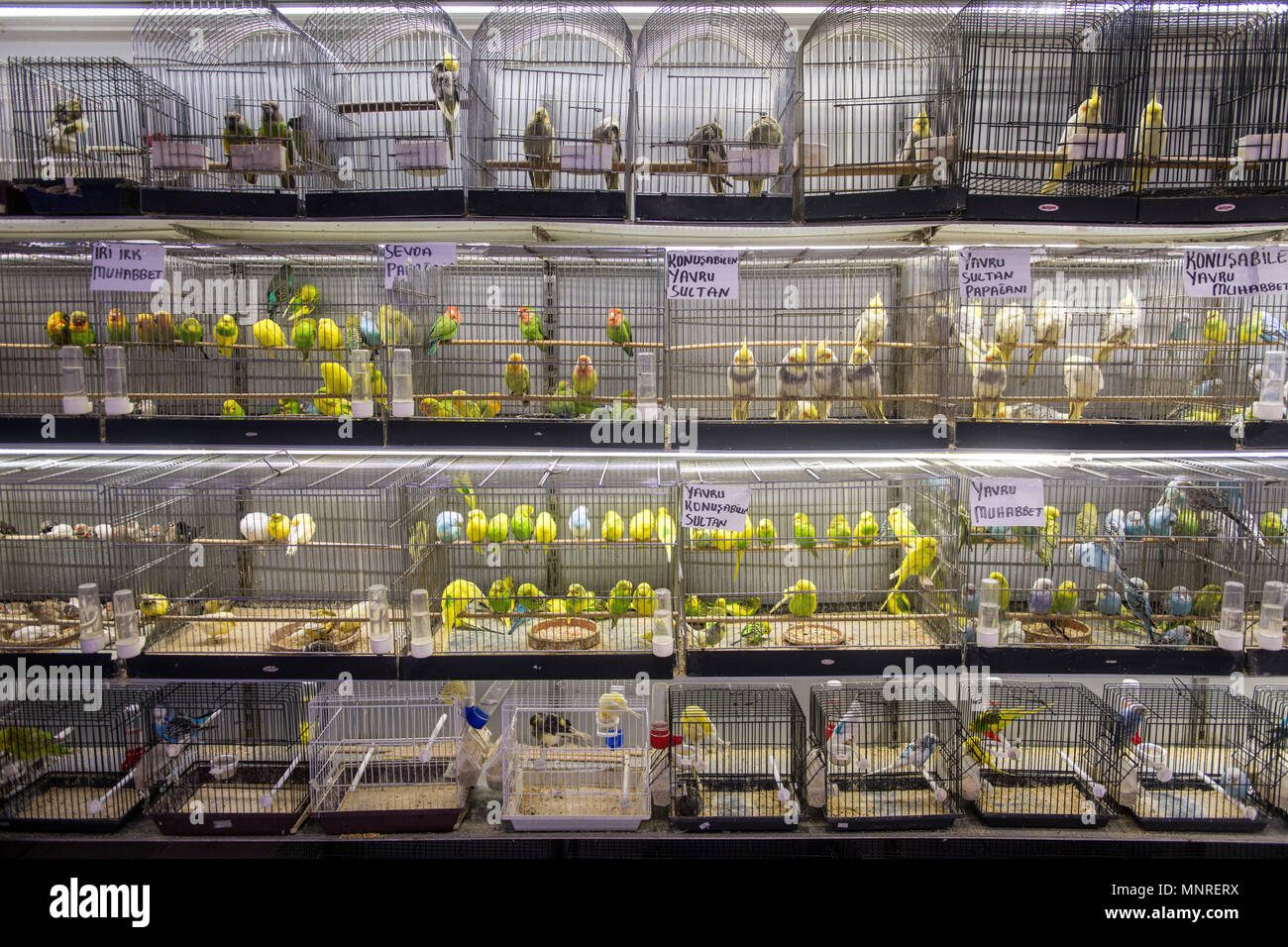 Shelves are lined with bird cages containing different breeds of ...
