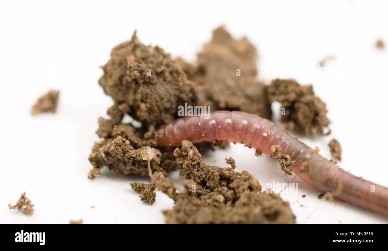 Earth worm hi-res stock photography and images - Alamy