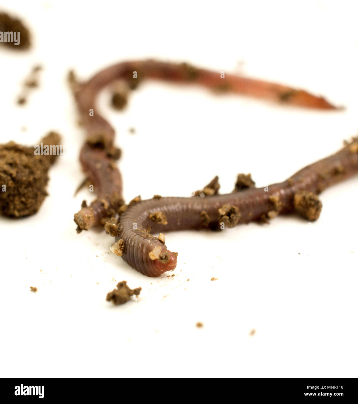 Earthworm crawling on soil hi-res stock photography and images - Alamy