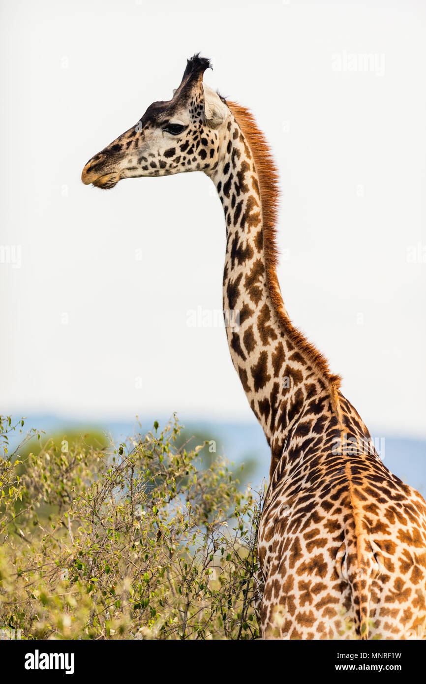 Masai giraffe skin pattern hi-res stock photography and images - Alamy