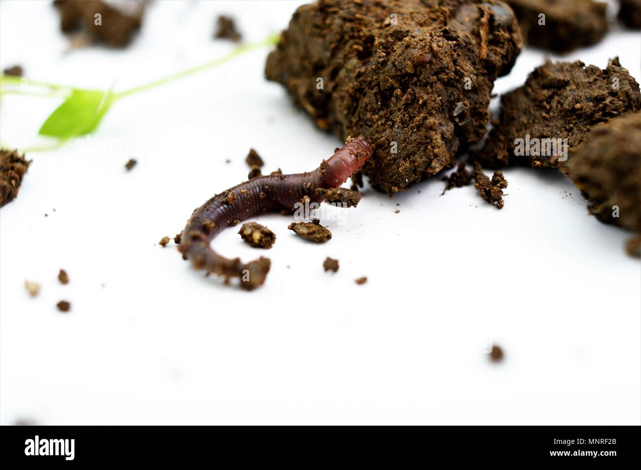 Earth worm hi-res stock photography and images - Alamy