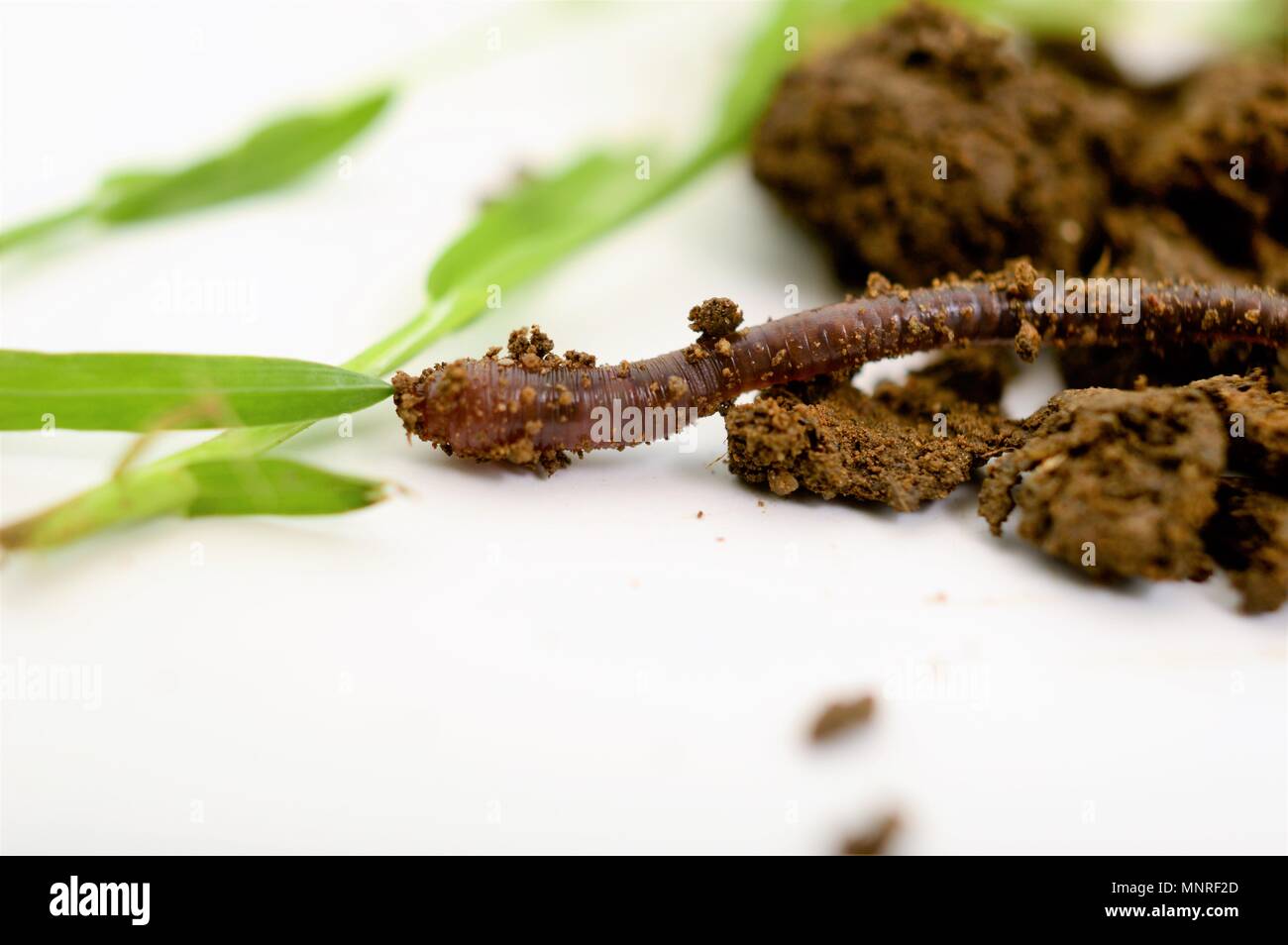 Invertebrate Worm Earth High Resolution Stock Photography and Images ...