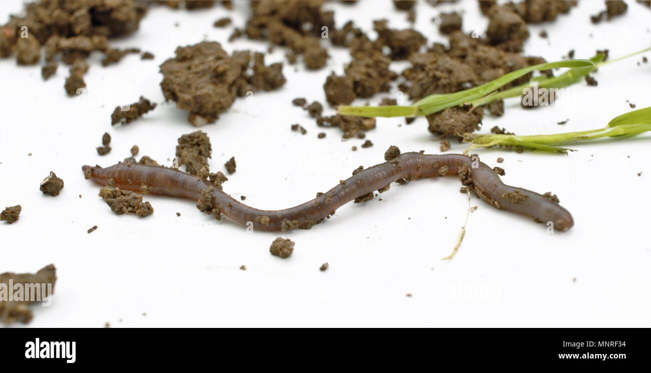studio shot of an earthworm,image of a Stock Photo - Alamy
