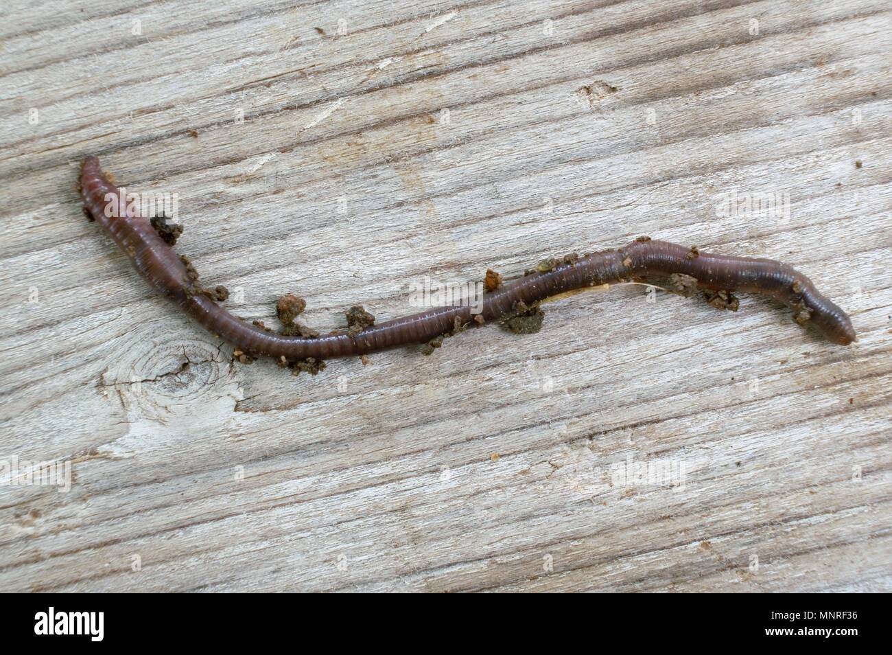 studio shot of an earthworm,image of a Stock Photo - Alamy