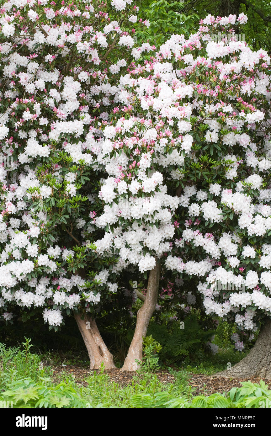 Rhododendron uk garden hi-res stock photography and images - Alamy