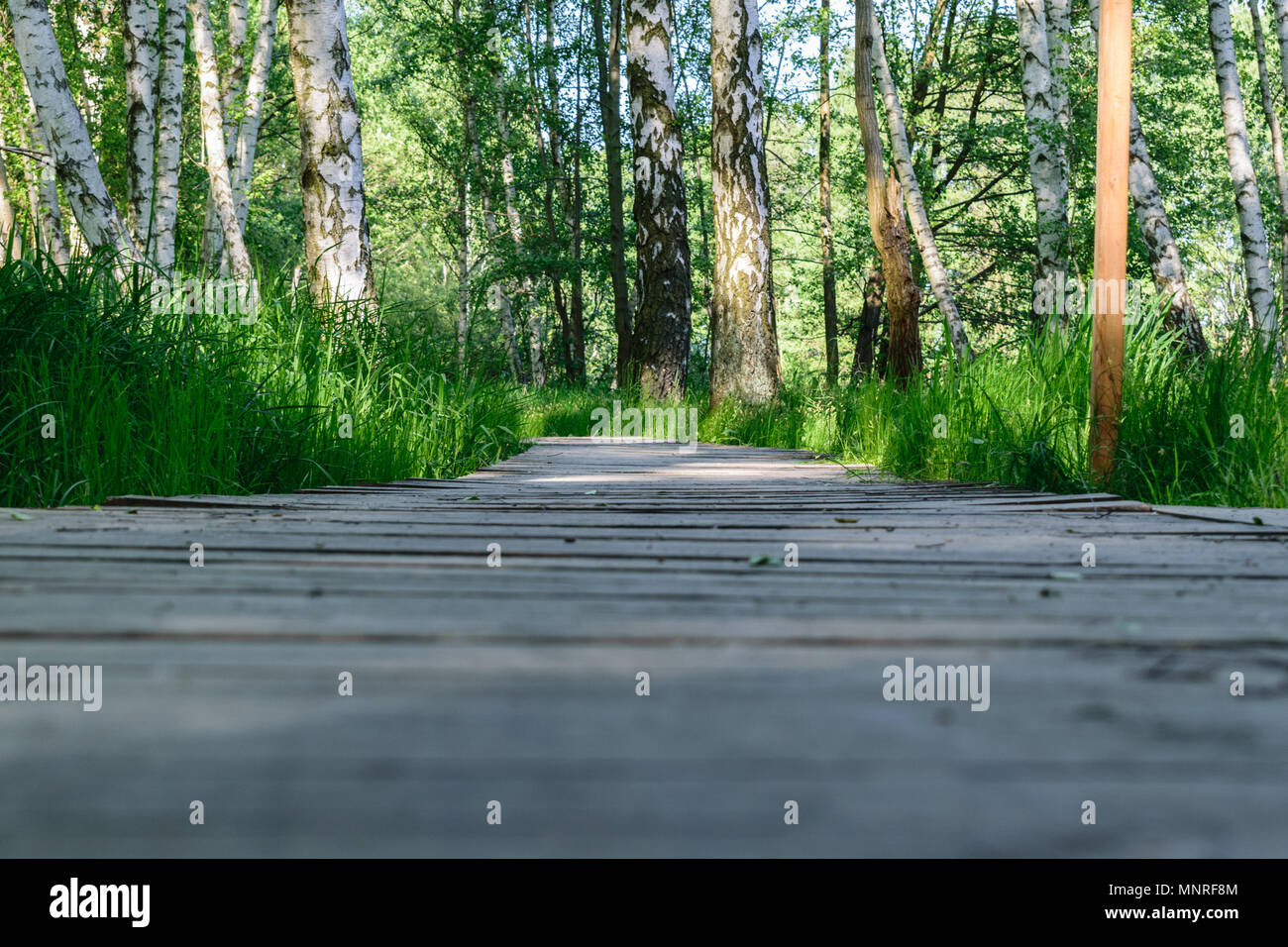 Wooden Footpath in the Forest Stock Photo - Alamy