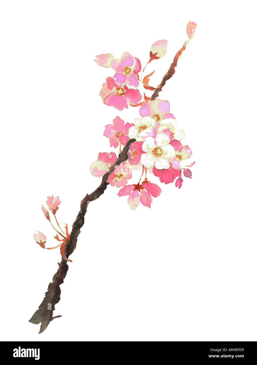 Elegant blooming sakura watercolor illustration isolated on white ...