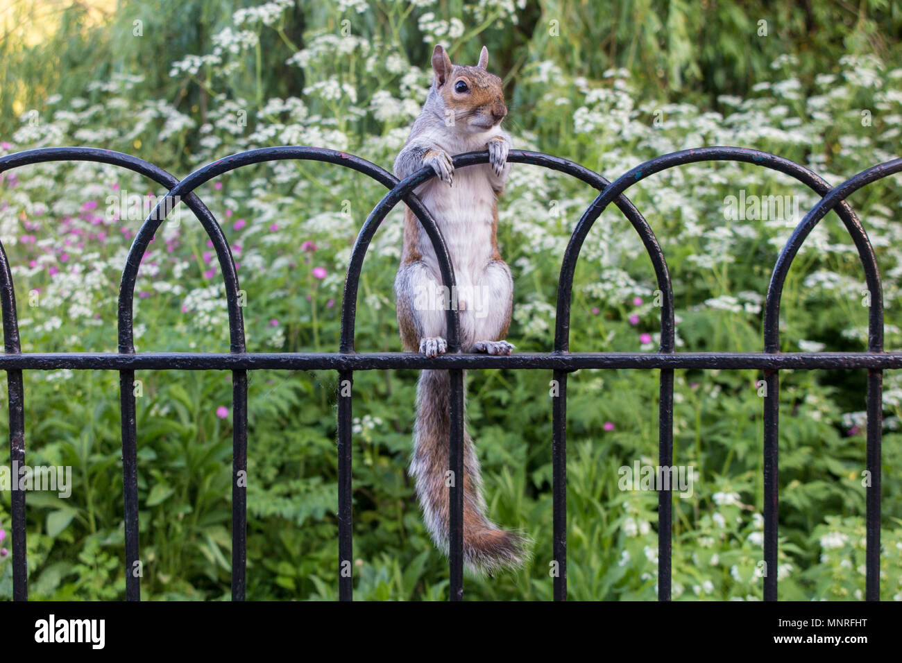 A cheeky squirrel hangs on to some railings and looks into the camera ...