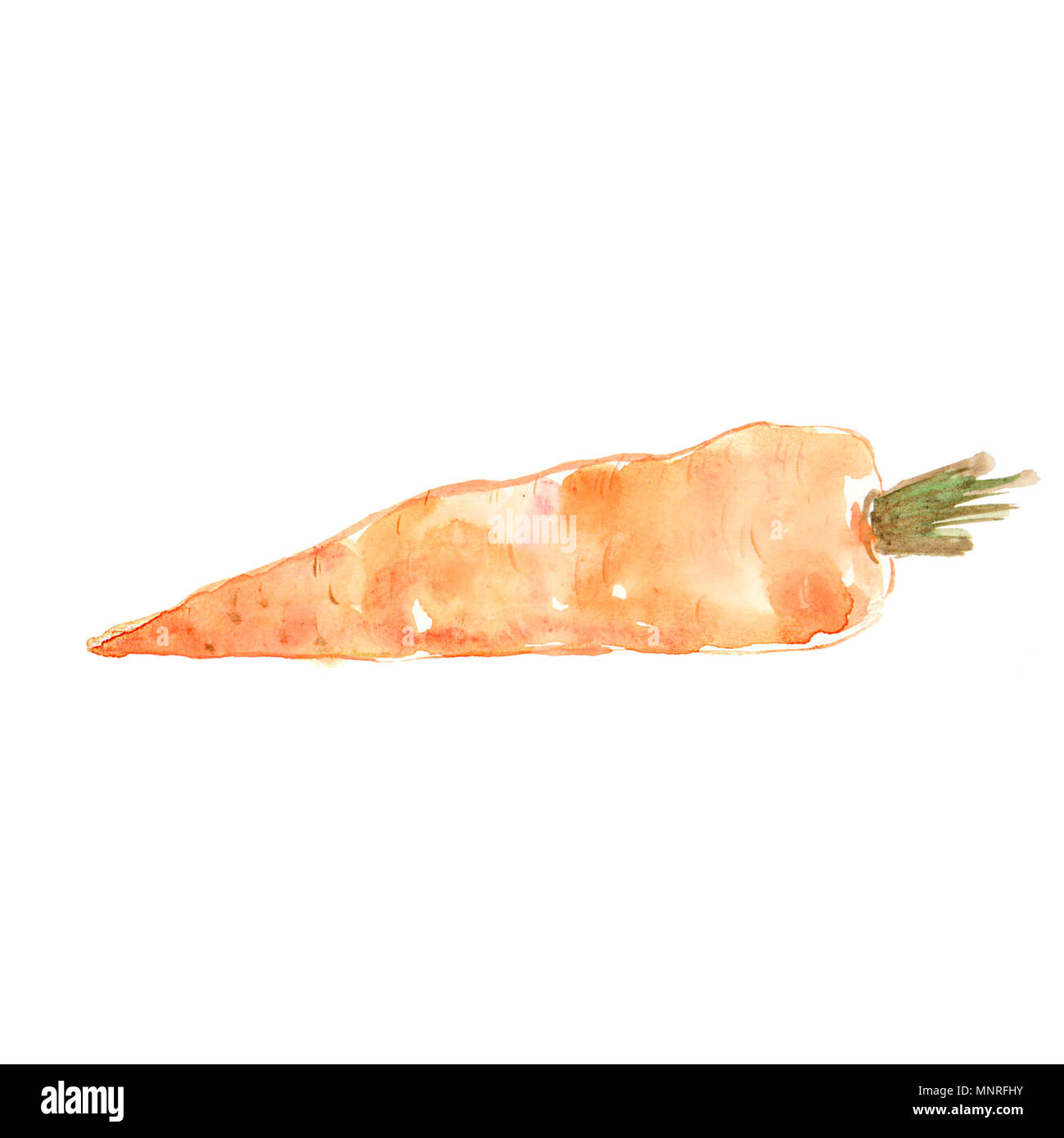 Watercolor carrot. Design element Stock Photo - Alamy