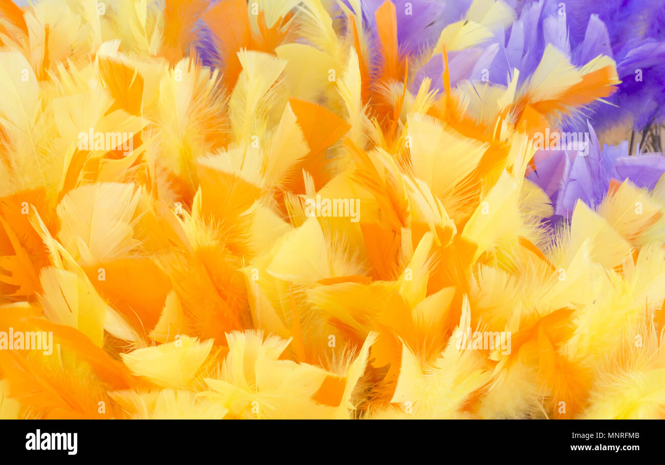 Colorful yellow purple feather Easter background, full frame with ...