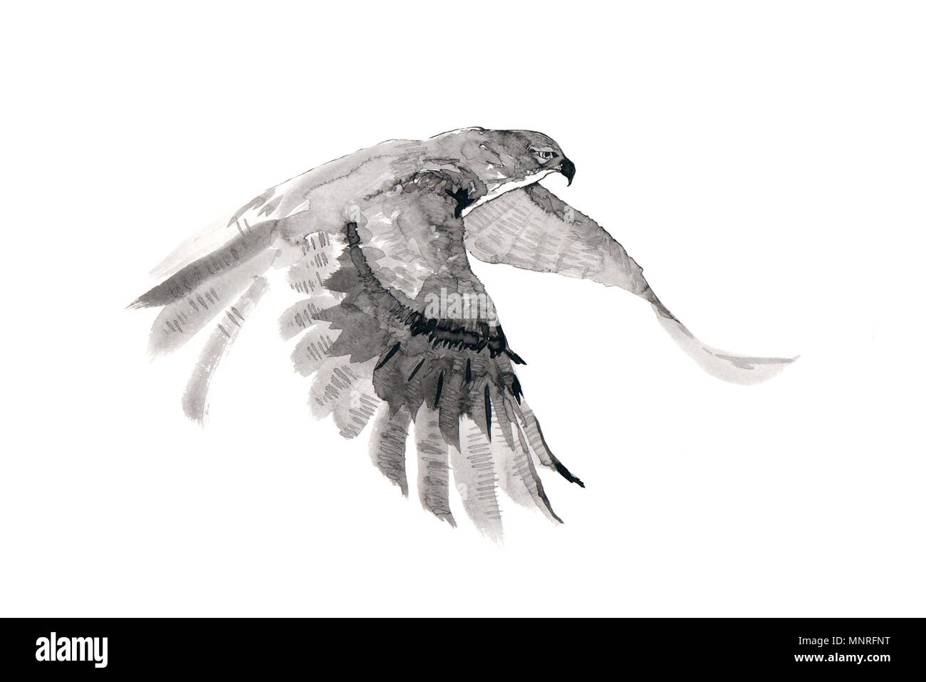 The flying falcon. Ink hand drawing Stock Photo - Alamy