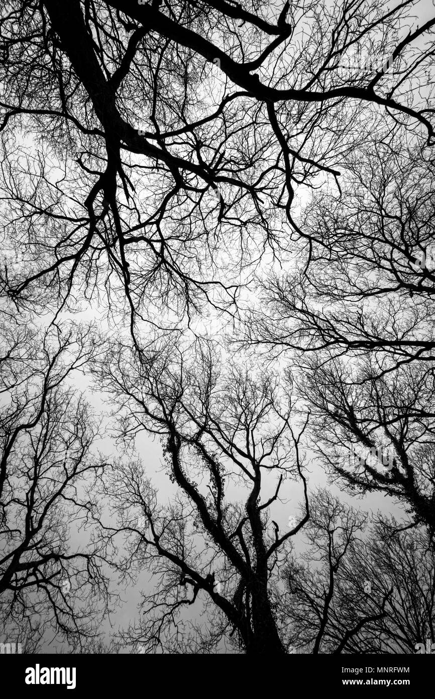 Upward view Black and White Stock Photos & Images - Alamy