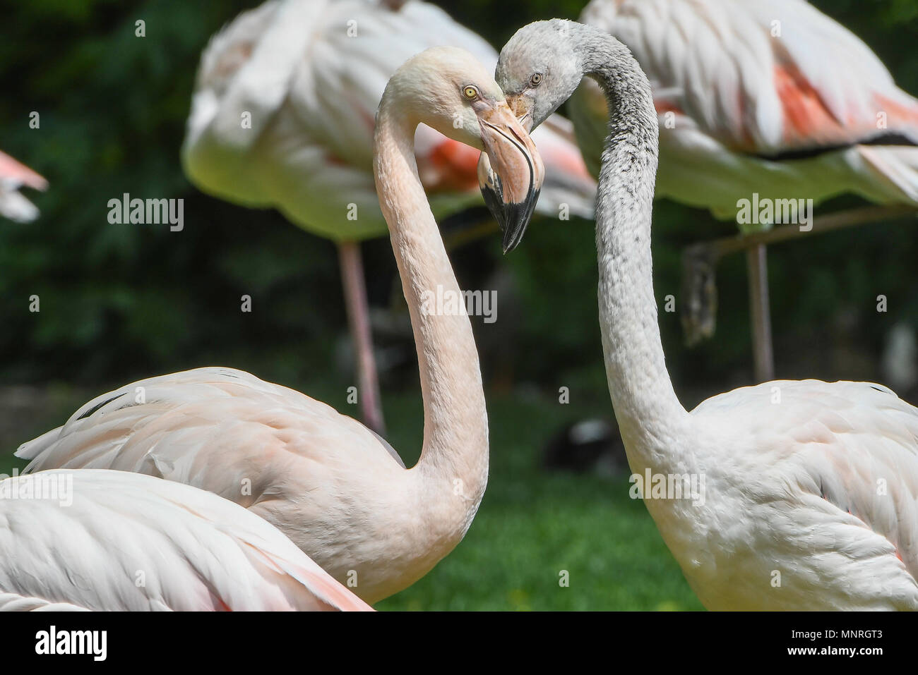 Rosa Flamingo,Phoenicopterus roseus,Greater Flamingo,Bird,Vogel,Voegel ...