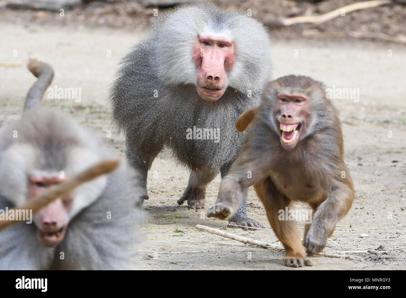 Mantelpavian, Papio hamadryas, hamadryas baboon, Monkey,Primat,Sacred ...