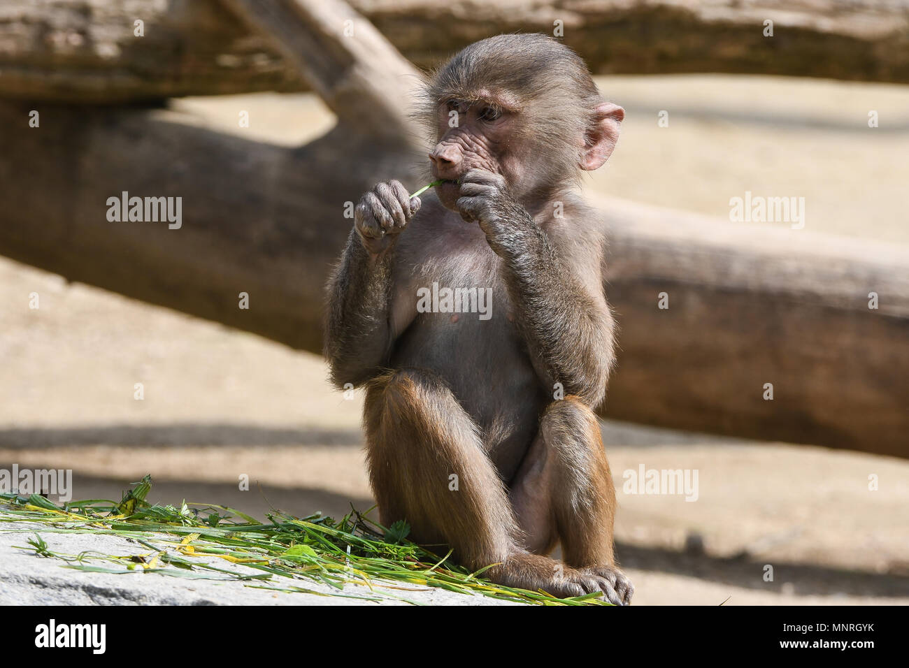 Mantelpavian, Papio hamadryas, hamadryas baboon, Monkey,Primat,Sacred ...