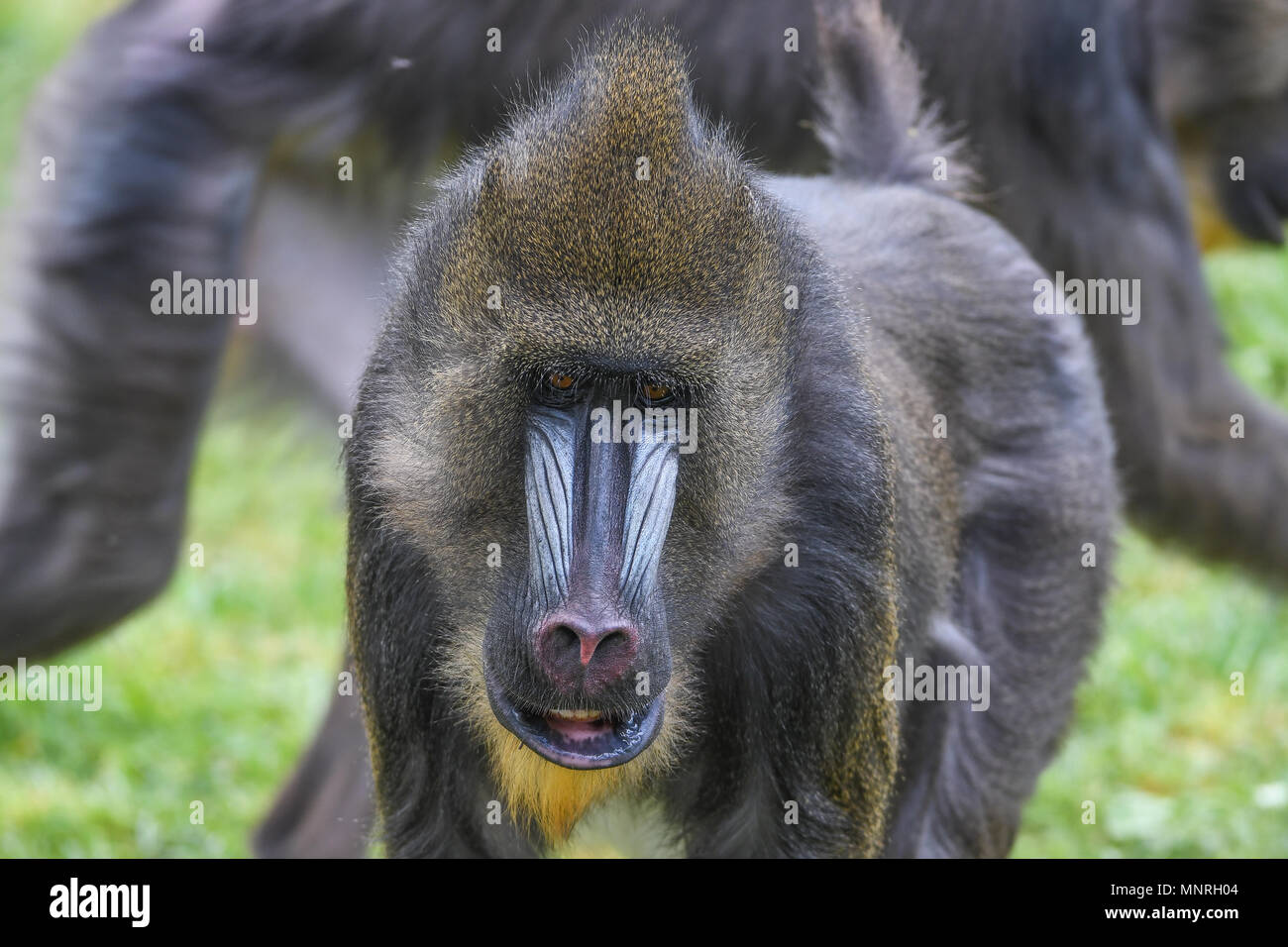 Mandrill affe hi-res stock photography and images - Alamy