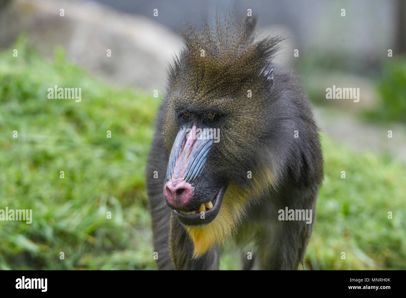 Mandrill, Mandrillus sphinx,Primat,Affe,Monkey,Old World monkey ...