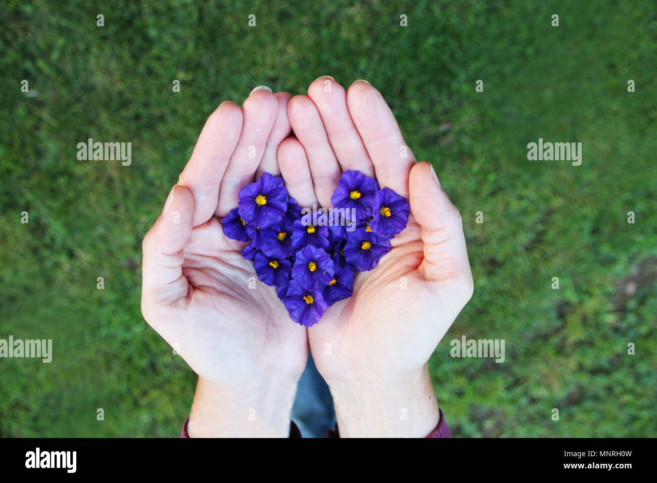 Hands with flowers in it forming love Stock Photo - Alamy