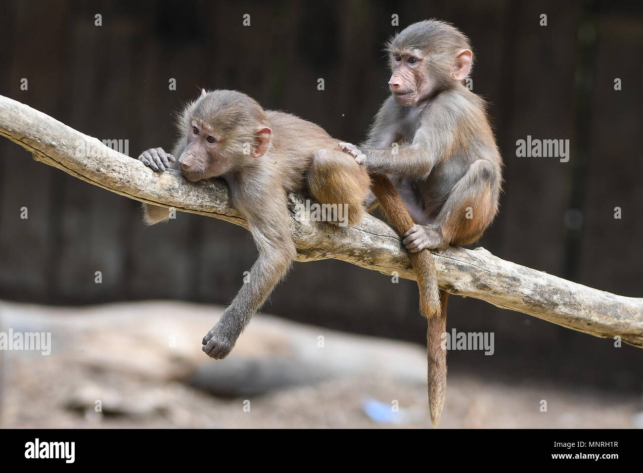 Mantelpavian, Papio hamadryas, hamadryas baboon, Monkey,Primat,Sacred ...