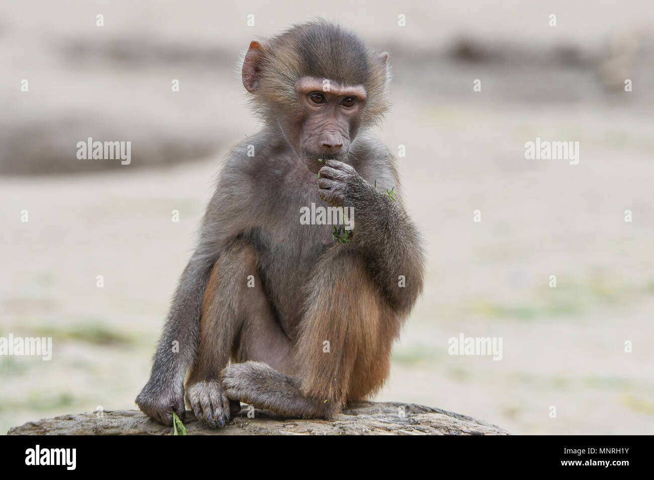 Mantelpavian, Papio hamadryas, hamadryas baboon, Monkey,Primat,Sacred ...