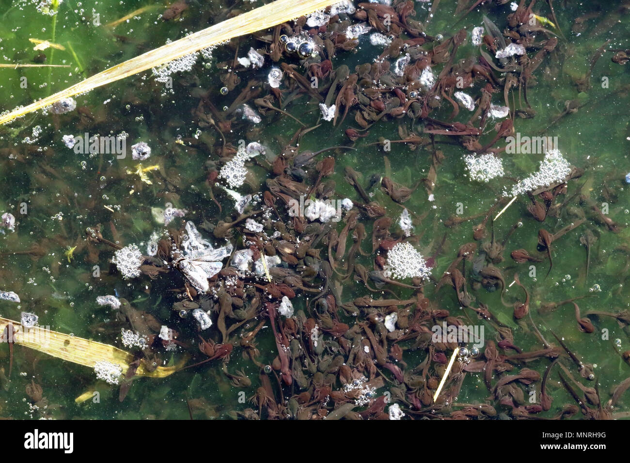Common frog tadpoles in water, Finland Stock Photo - Alamy