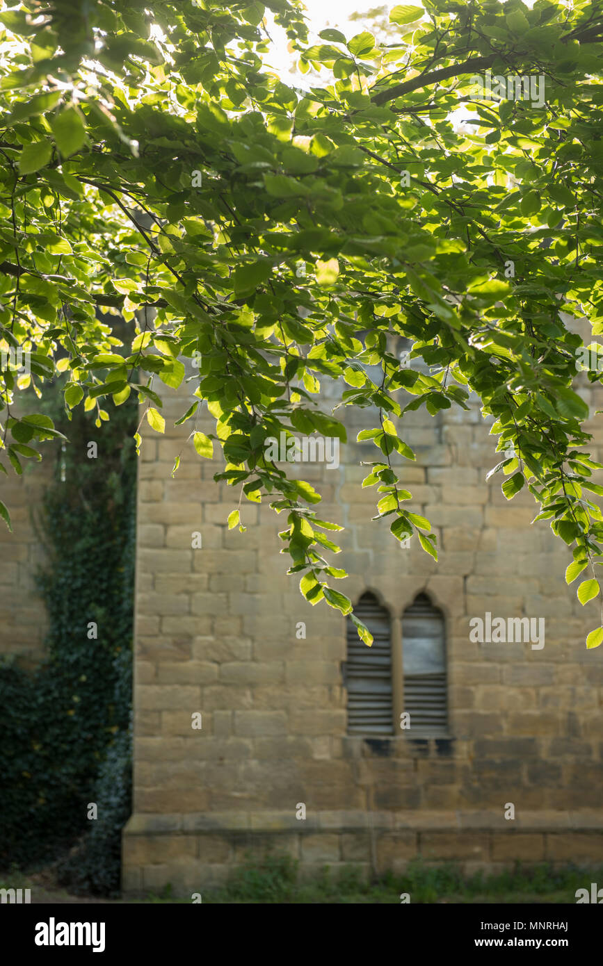 Alnwick Castle partially obscured by lush green trees under a clear ...