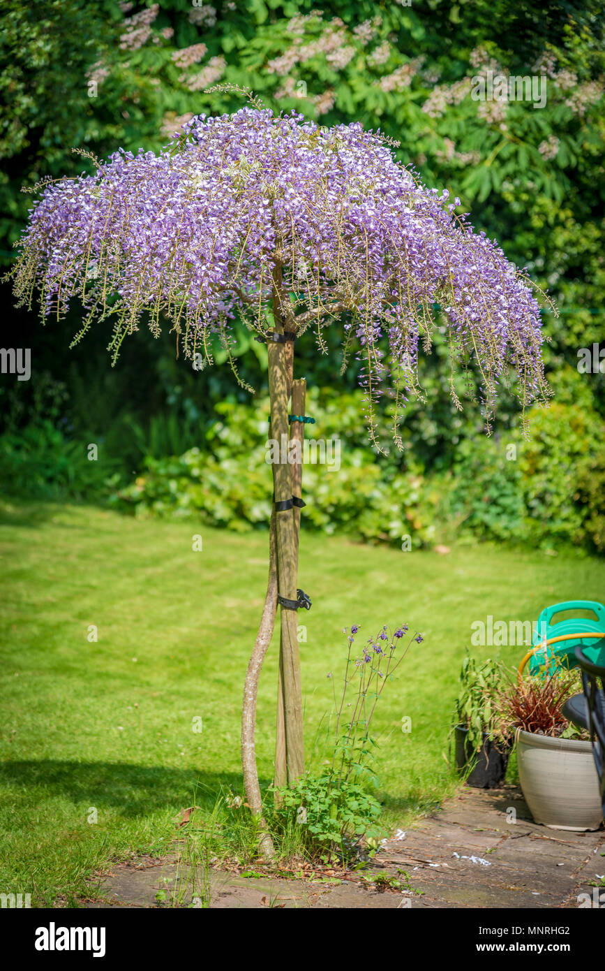 Wisteria sinensis specimen tree Stock Photo - Alamy