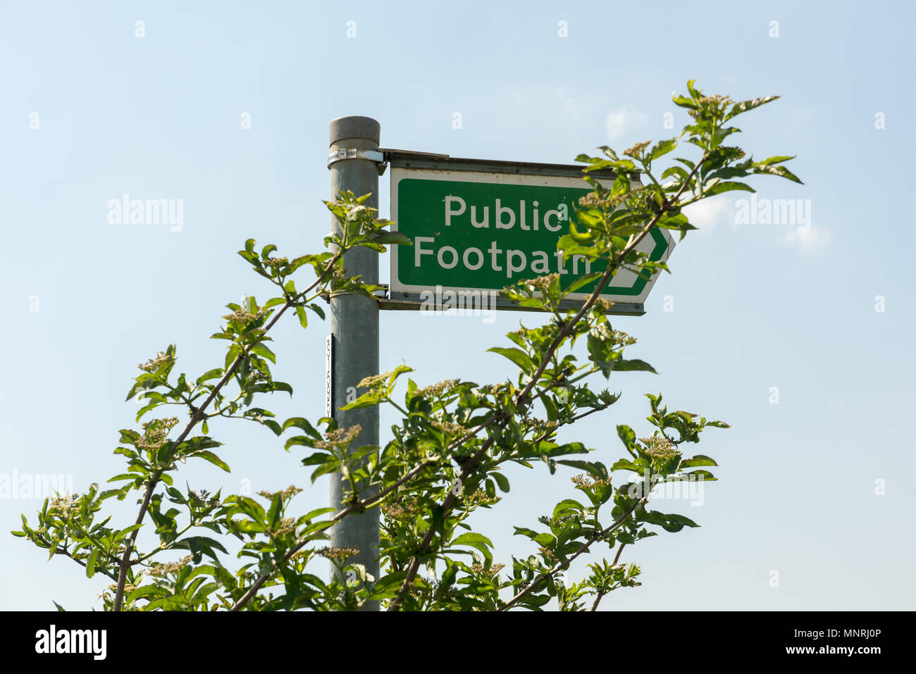 Green public footpath sign partially hidden by leafy spring branches ...