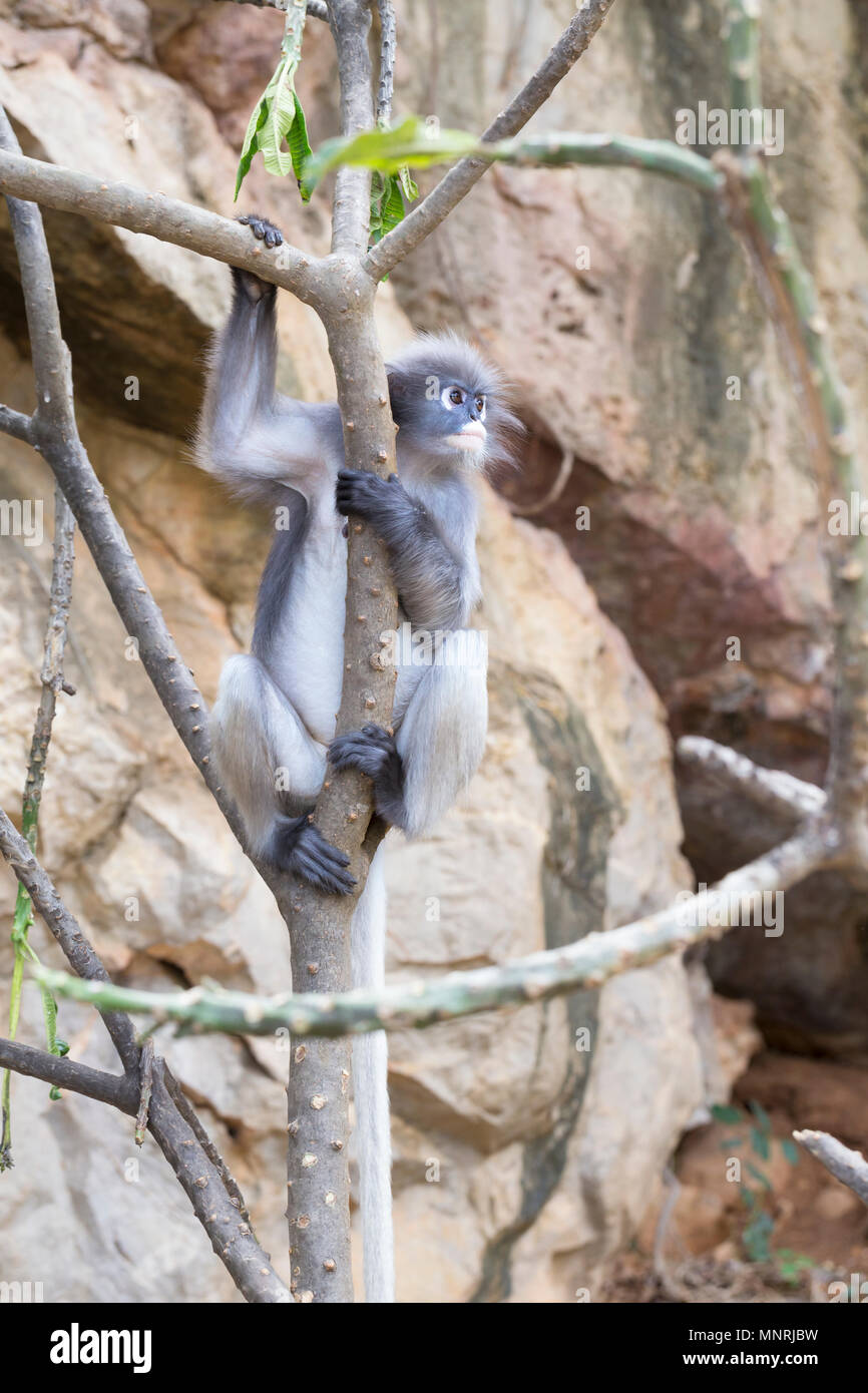 Langur monkey, Trachypithecus obscurus, in the historical park of Khao ...