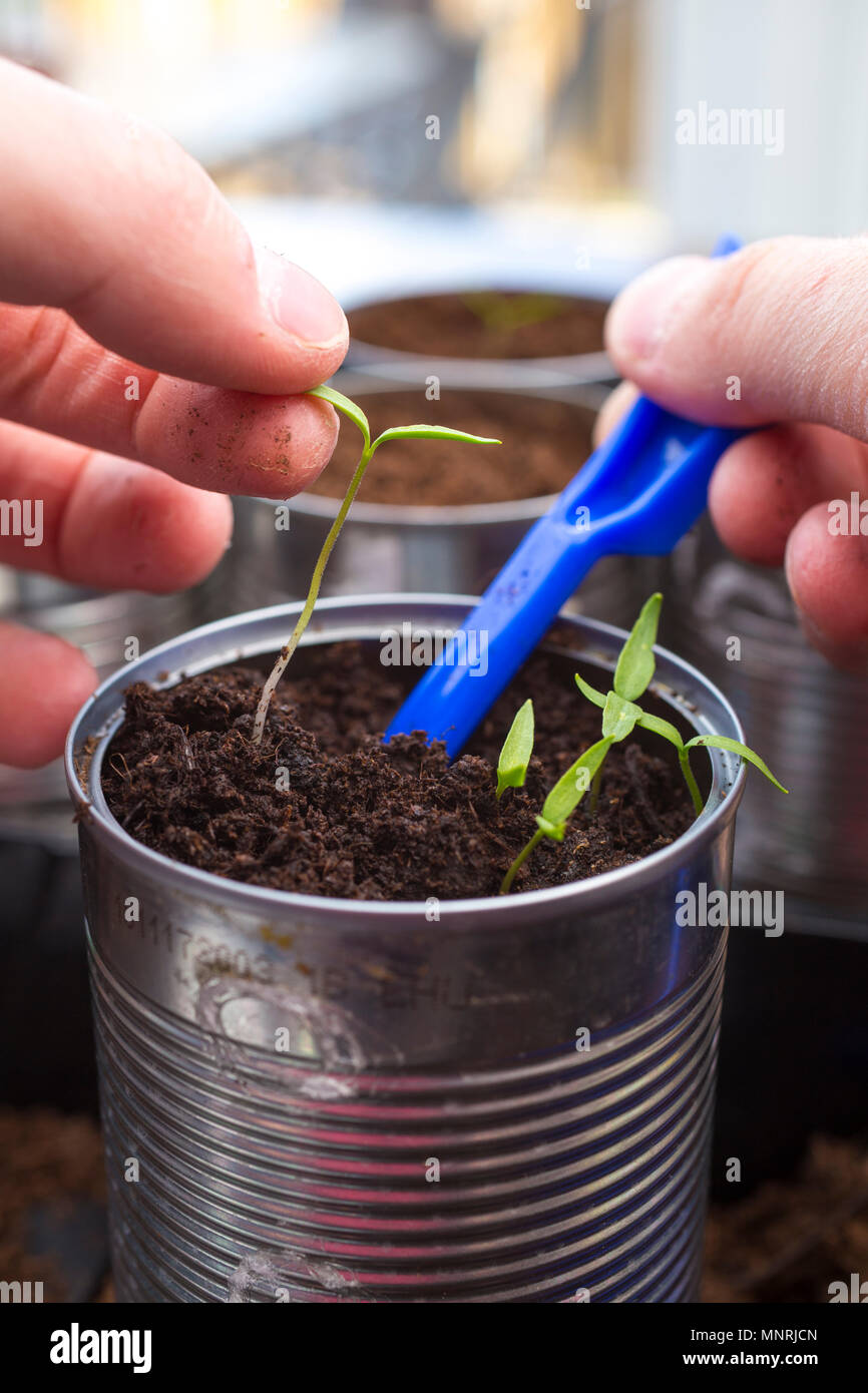 Pricking out seedlings hi-res stock photography and images - Alamy