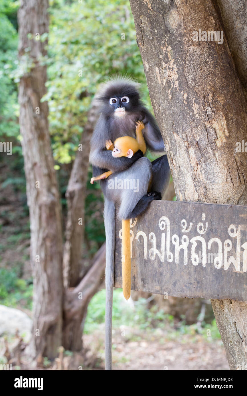 Langur monkey with baby, Trachypithecus obscurus, in the historical ...