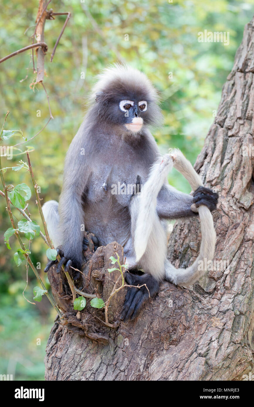 Monkey Tail Stock Photos & Monkey Tail Stock Images - Alamy