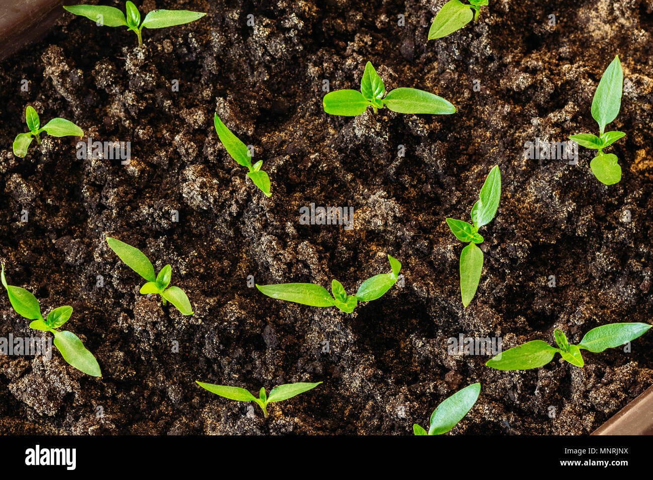 Beautiful peppers sprouts top view macro. Closed ground Stock Photo - Alamy