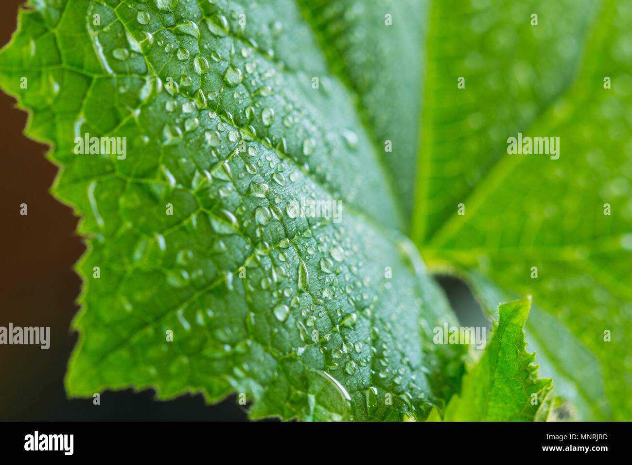 Dew on a green cucumber texture sheet closeup Stock Photo - Alamy