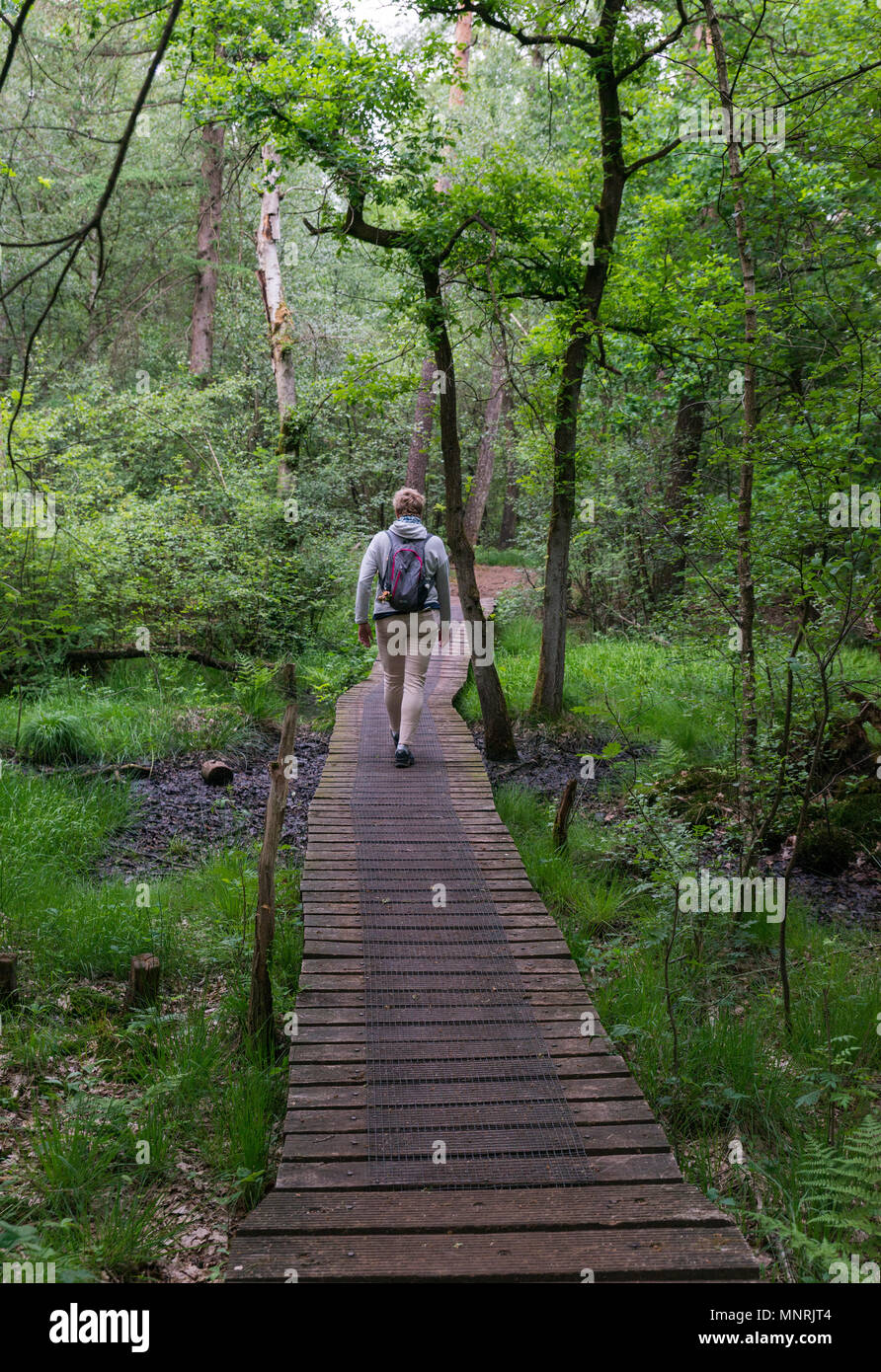Woman walking in the forest hi-res stock photography and images - Alamy