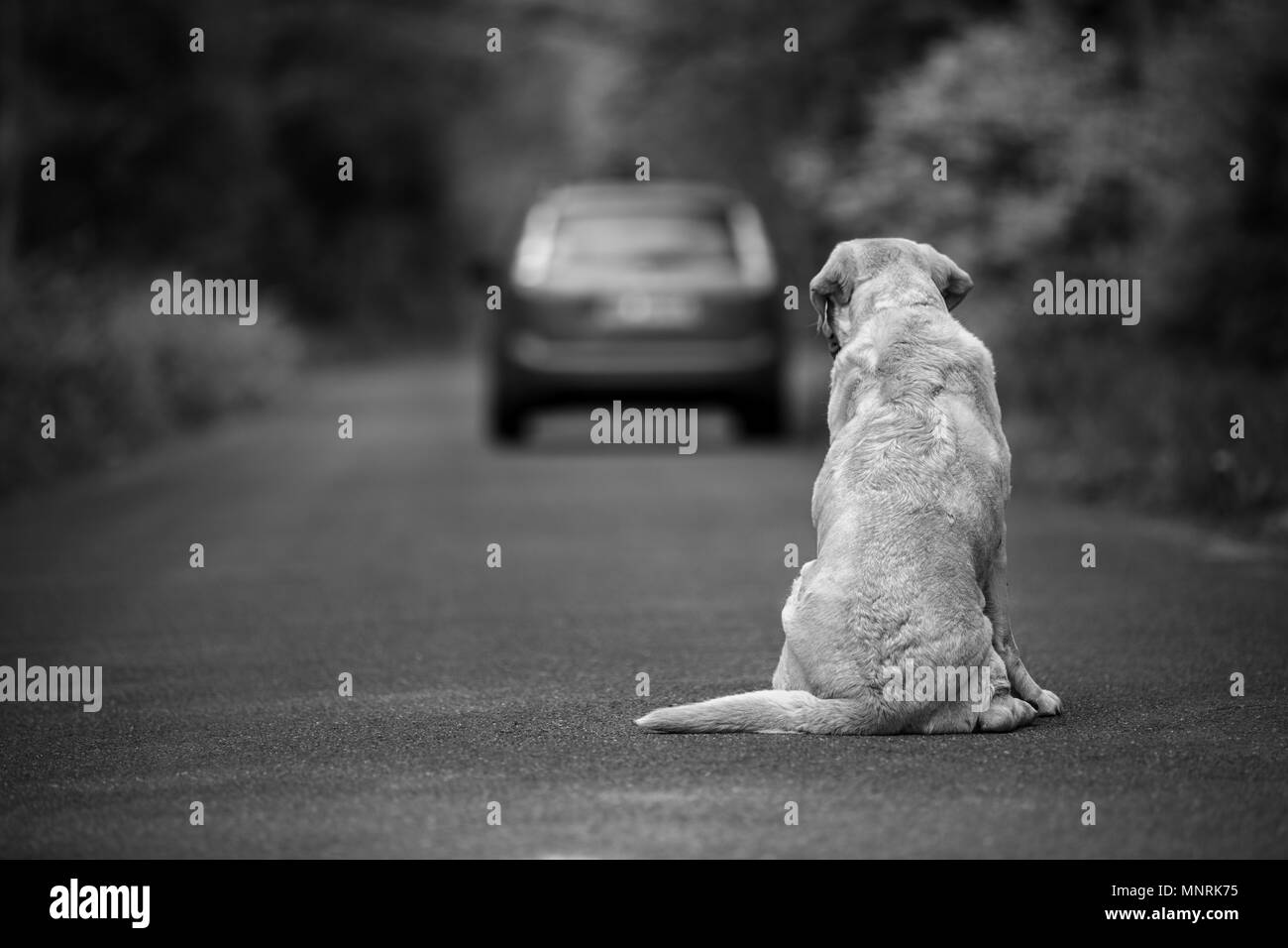Dog abandoned street hi-res stock photography and images - Alamy