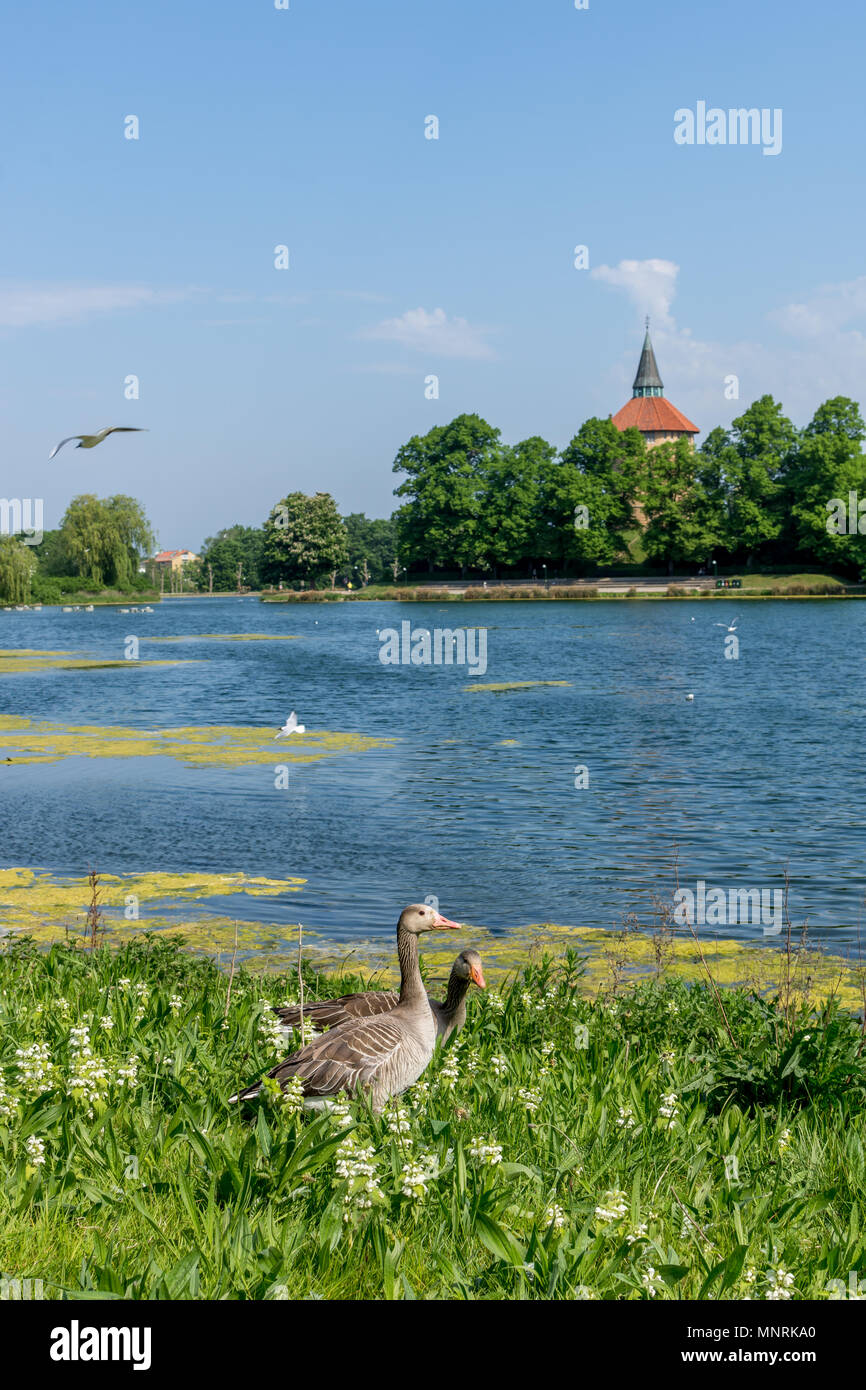Pair of geese in grass at the front of a lake with red tile tower in ...