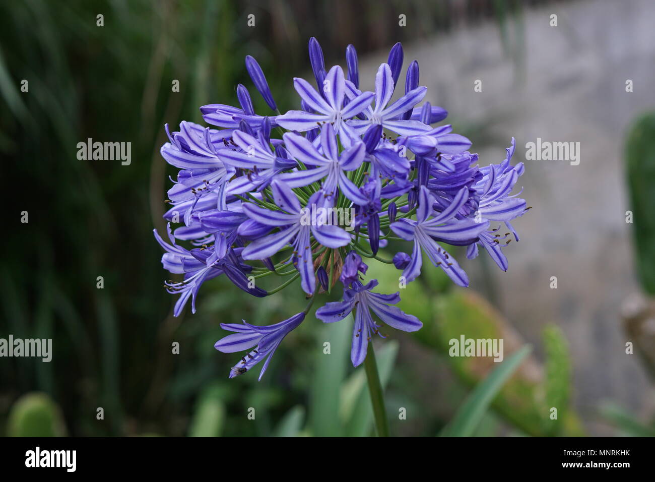 Lily of Nile - Flower of love - Agapanthus Flower Stock Photo - Alamy