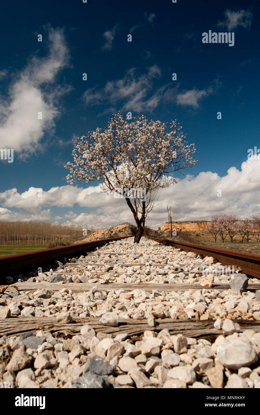 Almond tree in flower occupying some old railroad tracks Stock Photo ...