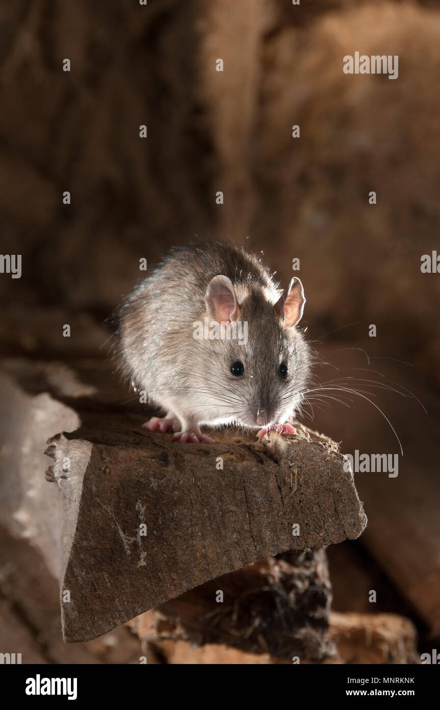 Black rat or field rat Portrait in an old haystack, Rattus rattus ...