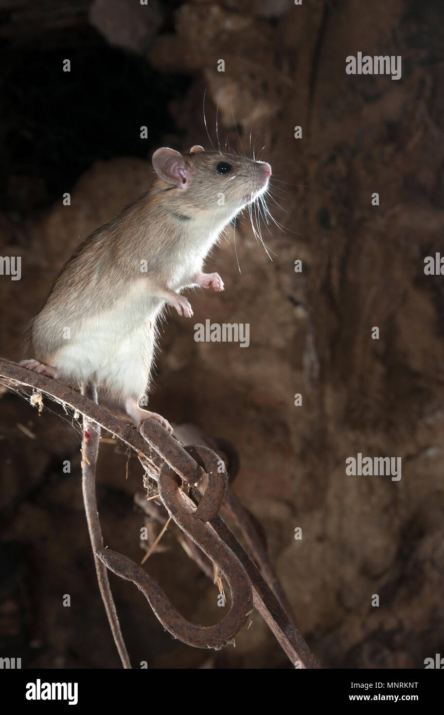 Rattus rattus city hi-res stock photography and images - Alamy