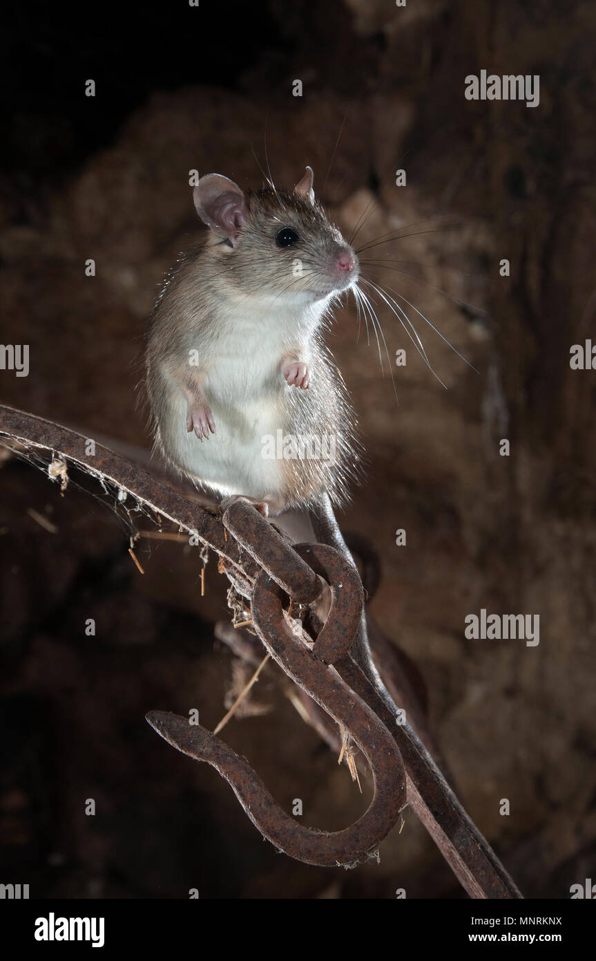 Black rat or field rat Portrait in an old haystack, Rattus rattus ...