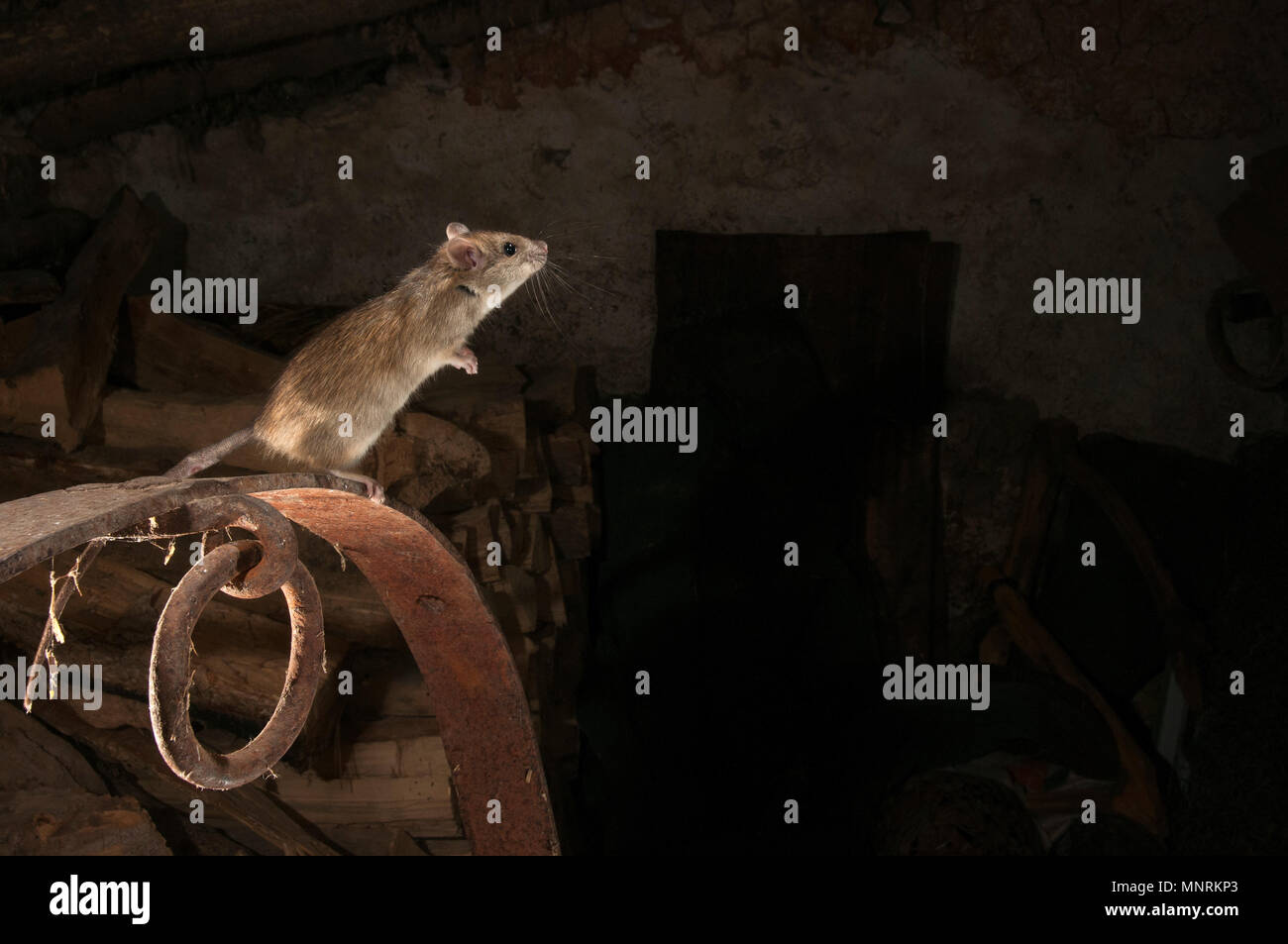 Black rat or field rat Portrait in an old haystack, Rattus rattus ...