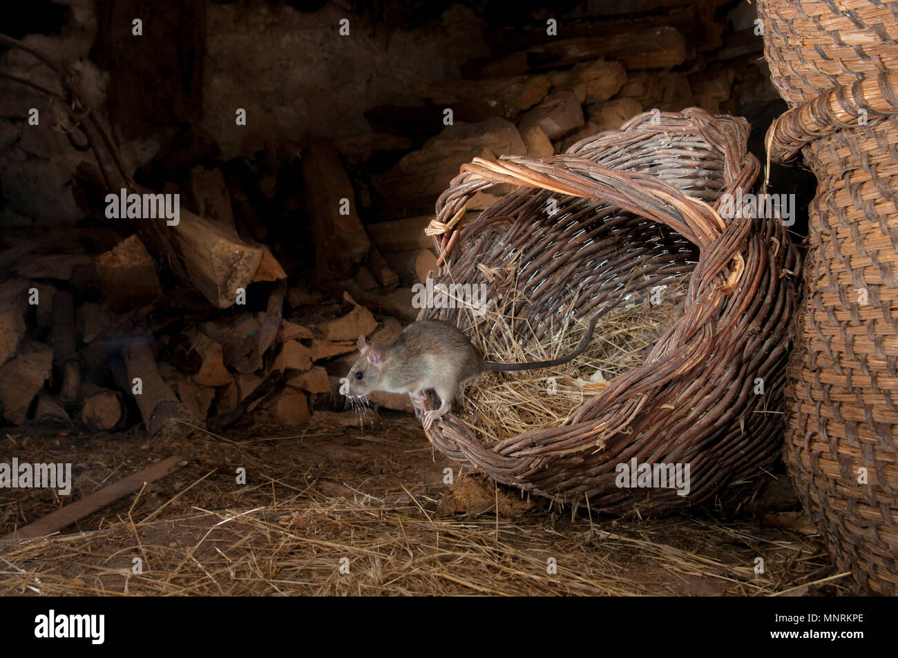 Food for the animals in the barn photo hi-res stock photography and ...